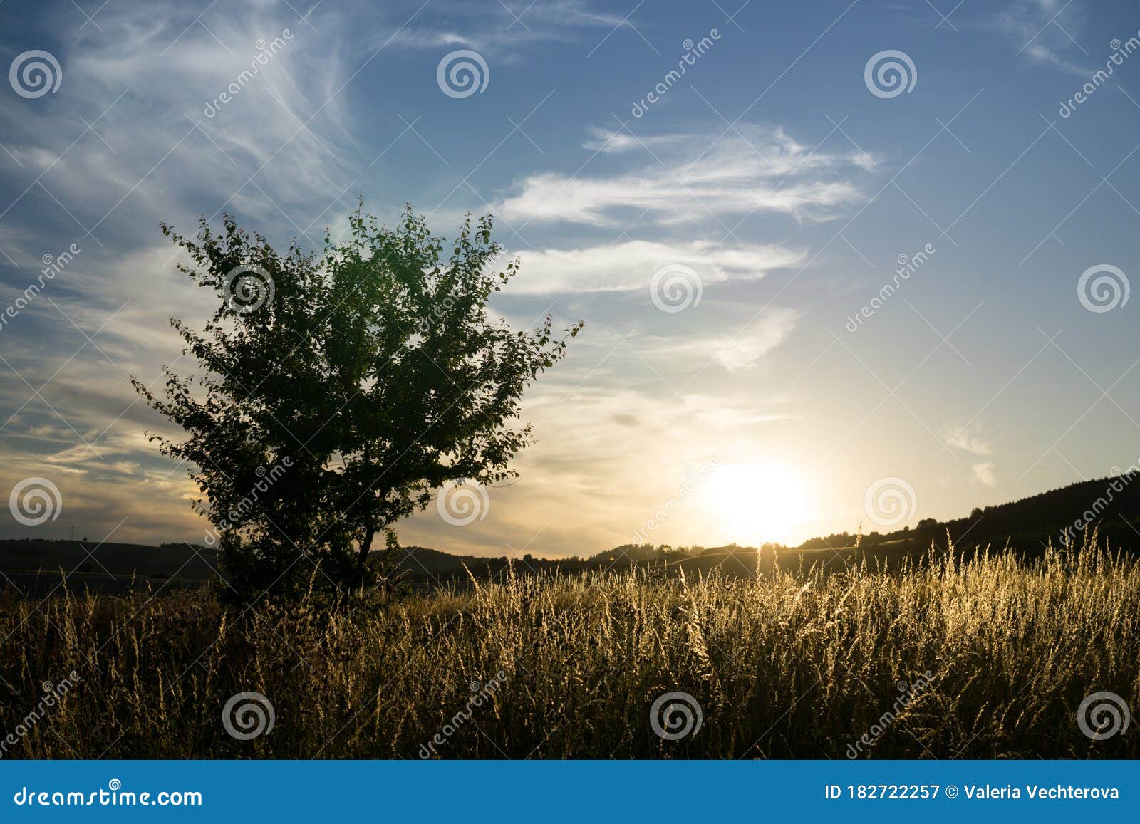 Silhouette of a Single Tree Tree on Meadow during Sunset. Stock Image ...