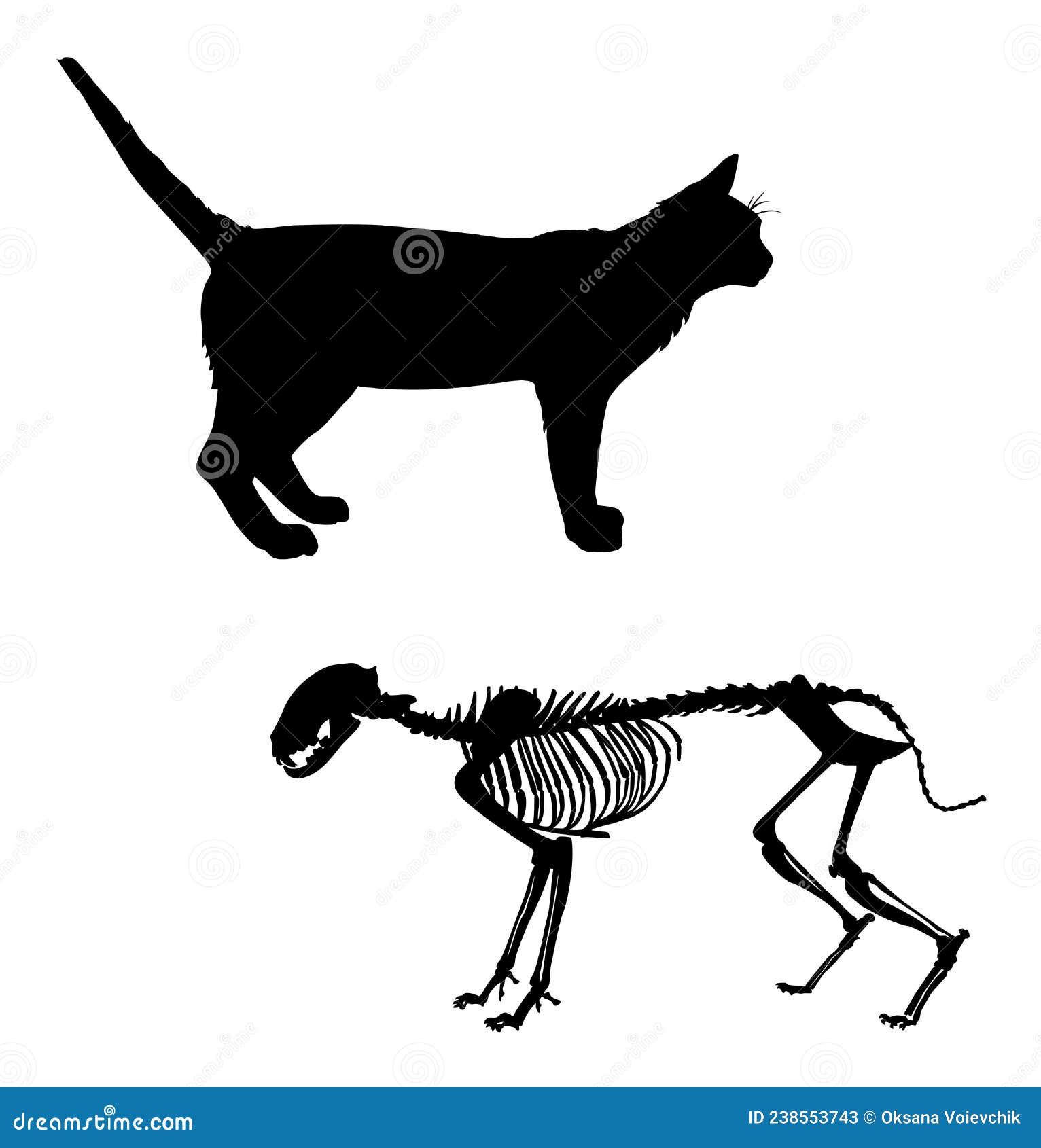 Silhouette and Skeleton of a Cat Stock Vector - Illustration of contour ...