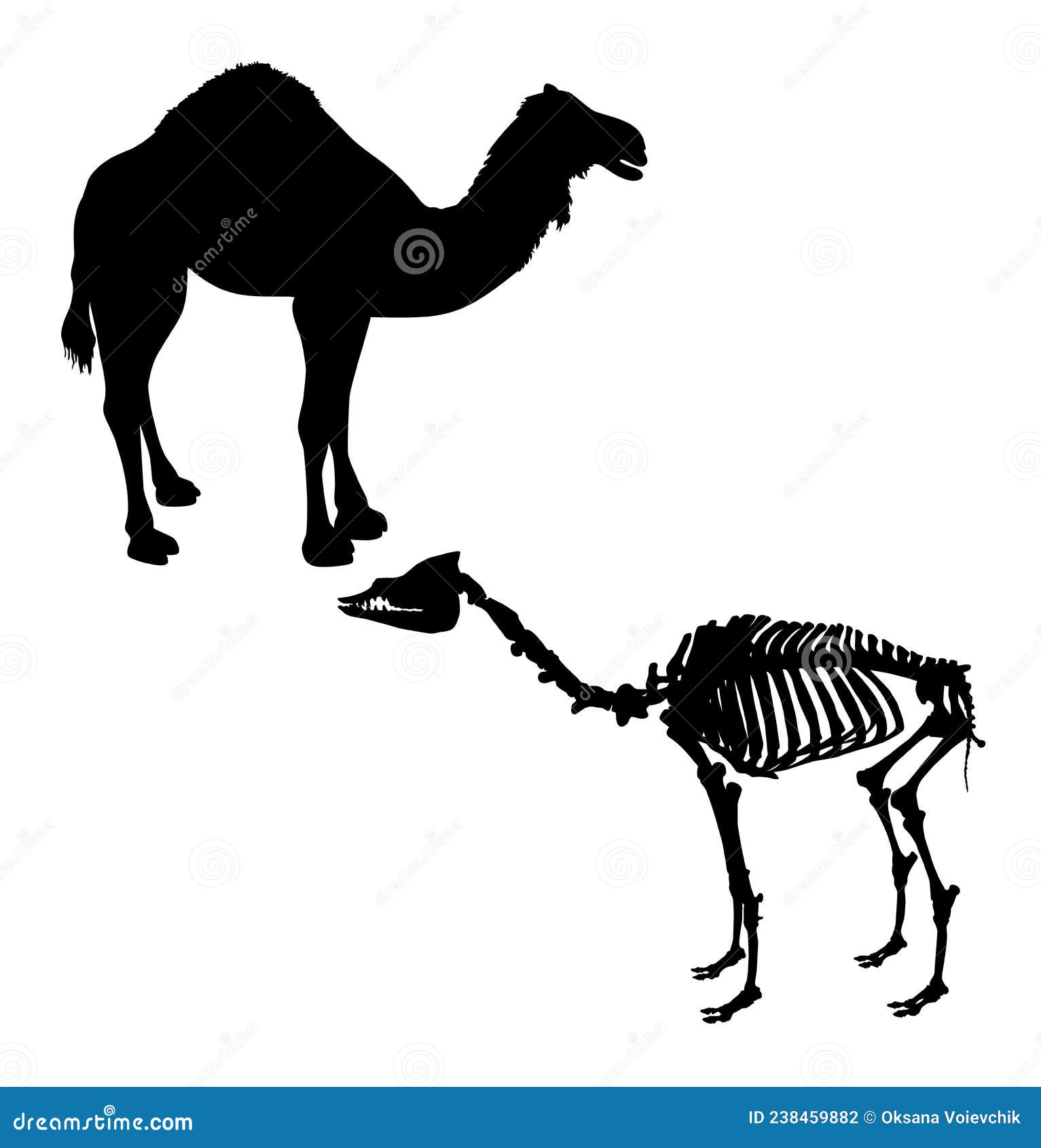 Camel Skeleton, Vintage Engraving Vector Illustration | CartoonDealer ...