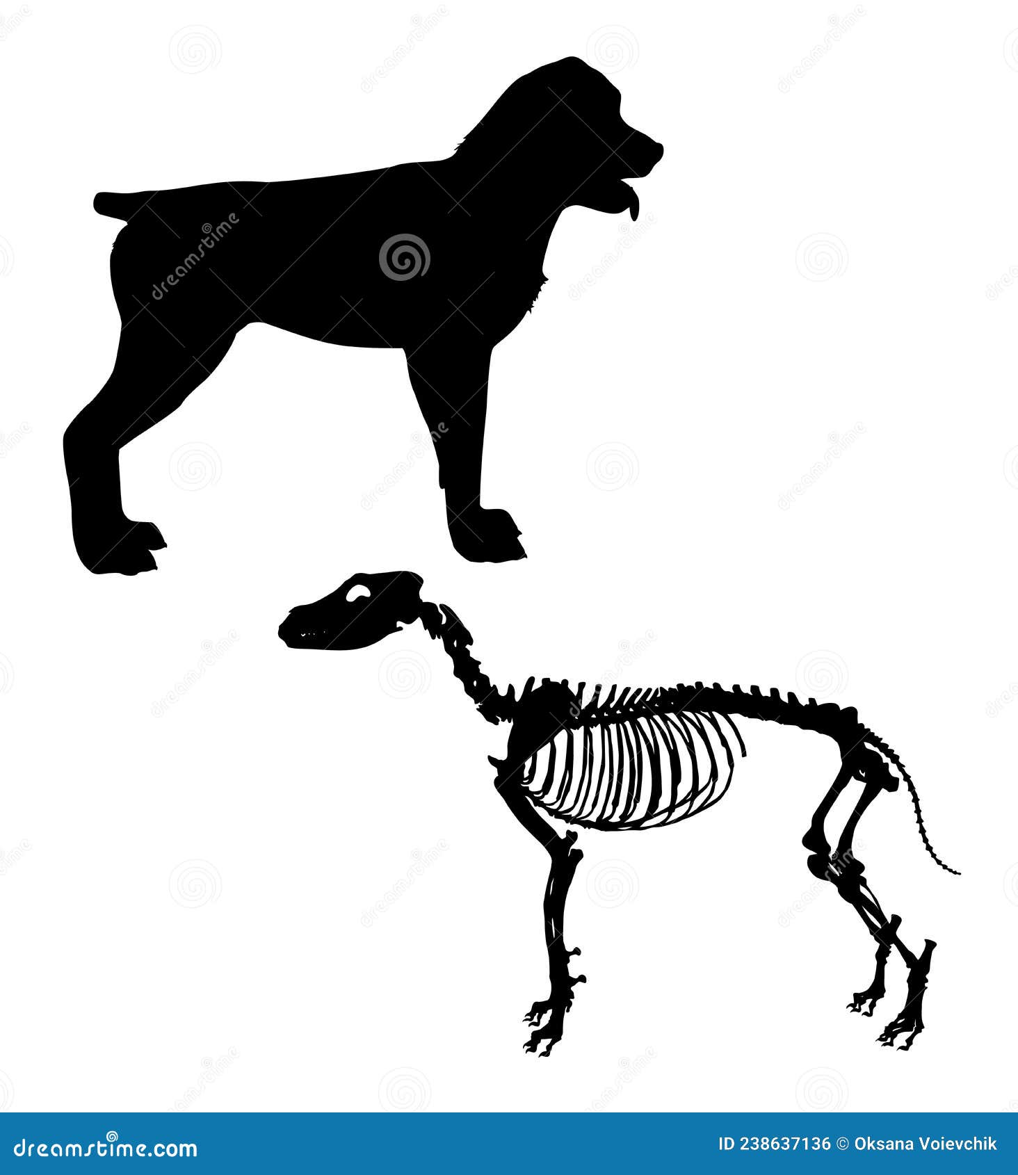 Silhouette and Skeleton of Dog Vector Stock Vector - Illustration of ...