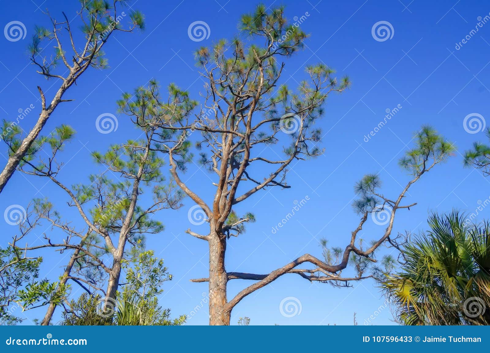 Silhouette of a Slash Pine Tree Stock Image - Image of marsh, evergreen ...