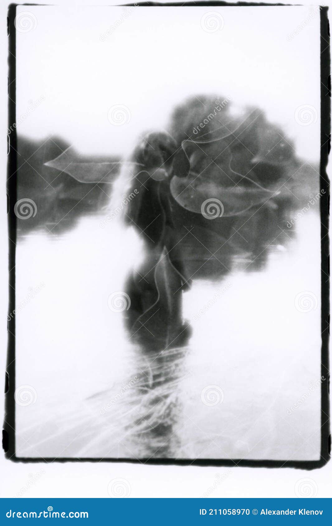Silhouette Of A Slender Nude Girl In Water And Leaves Of A Plant Stock