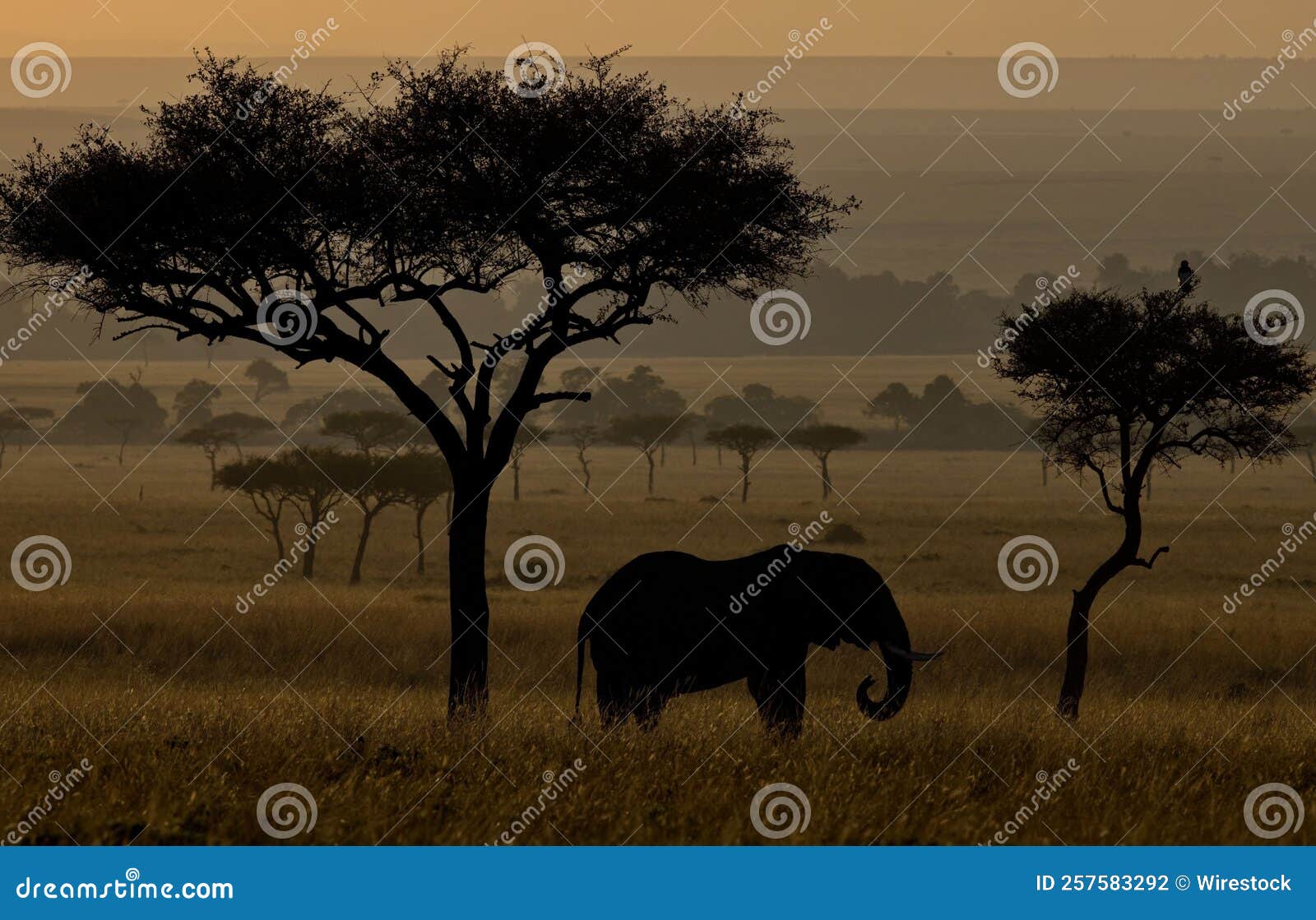 Silhouette of a Small Elephant Captured Under a Tree in Savanna Stock ...