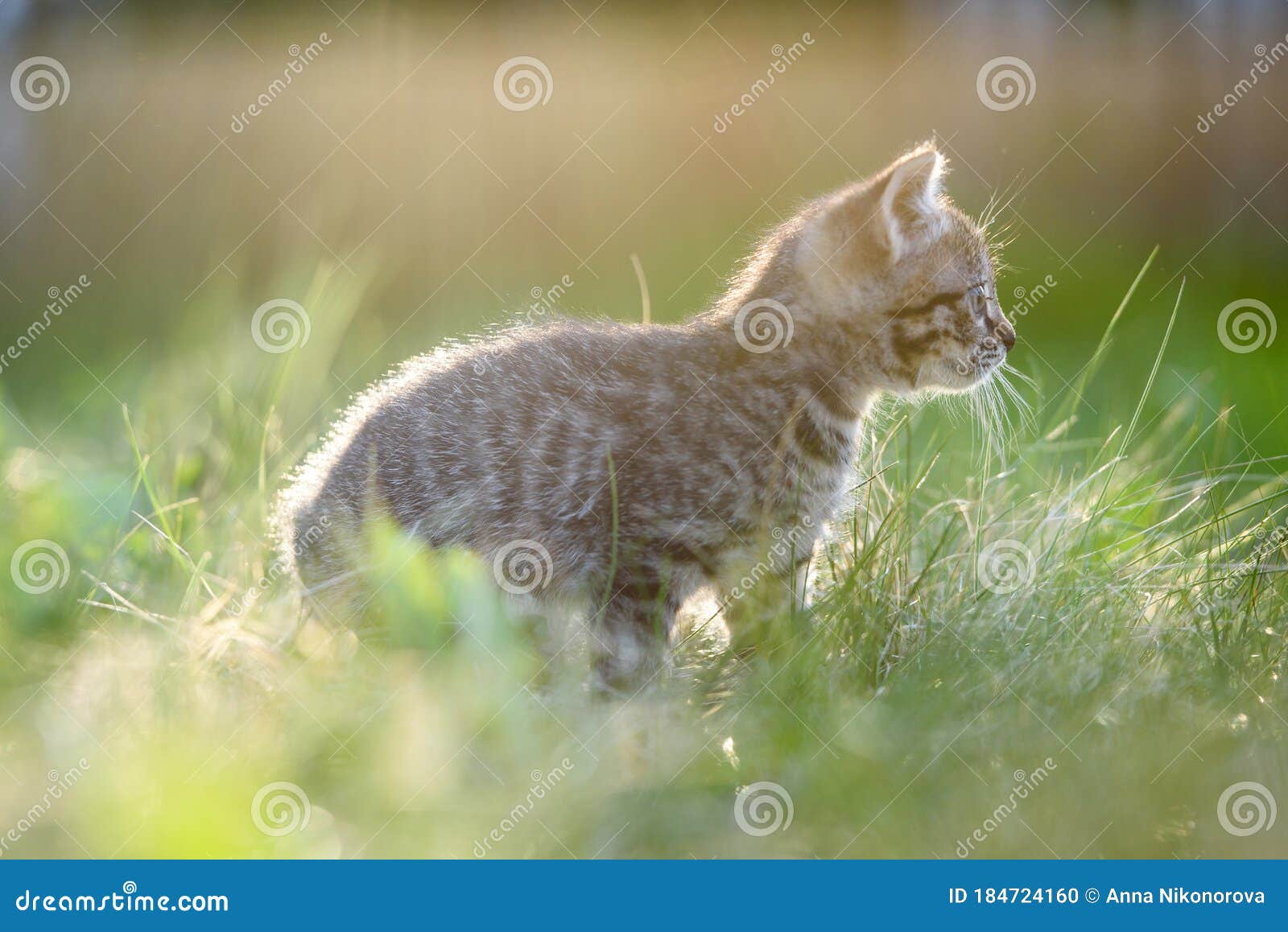 Silhouette of a Small Kitten in the Soft Sunlight on the Lawn. Soft ...