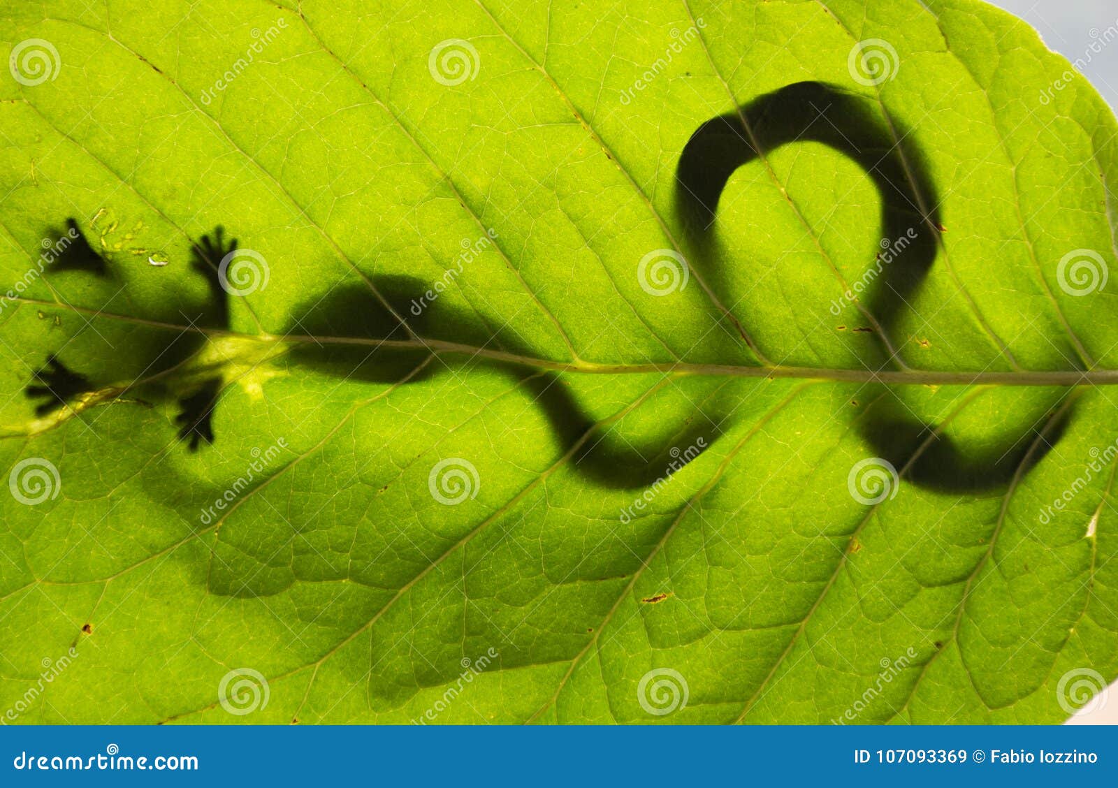 Silhouette of a Snake Attacking a Frog Stock Image - Image of catch ...