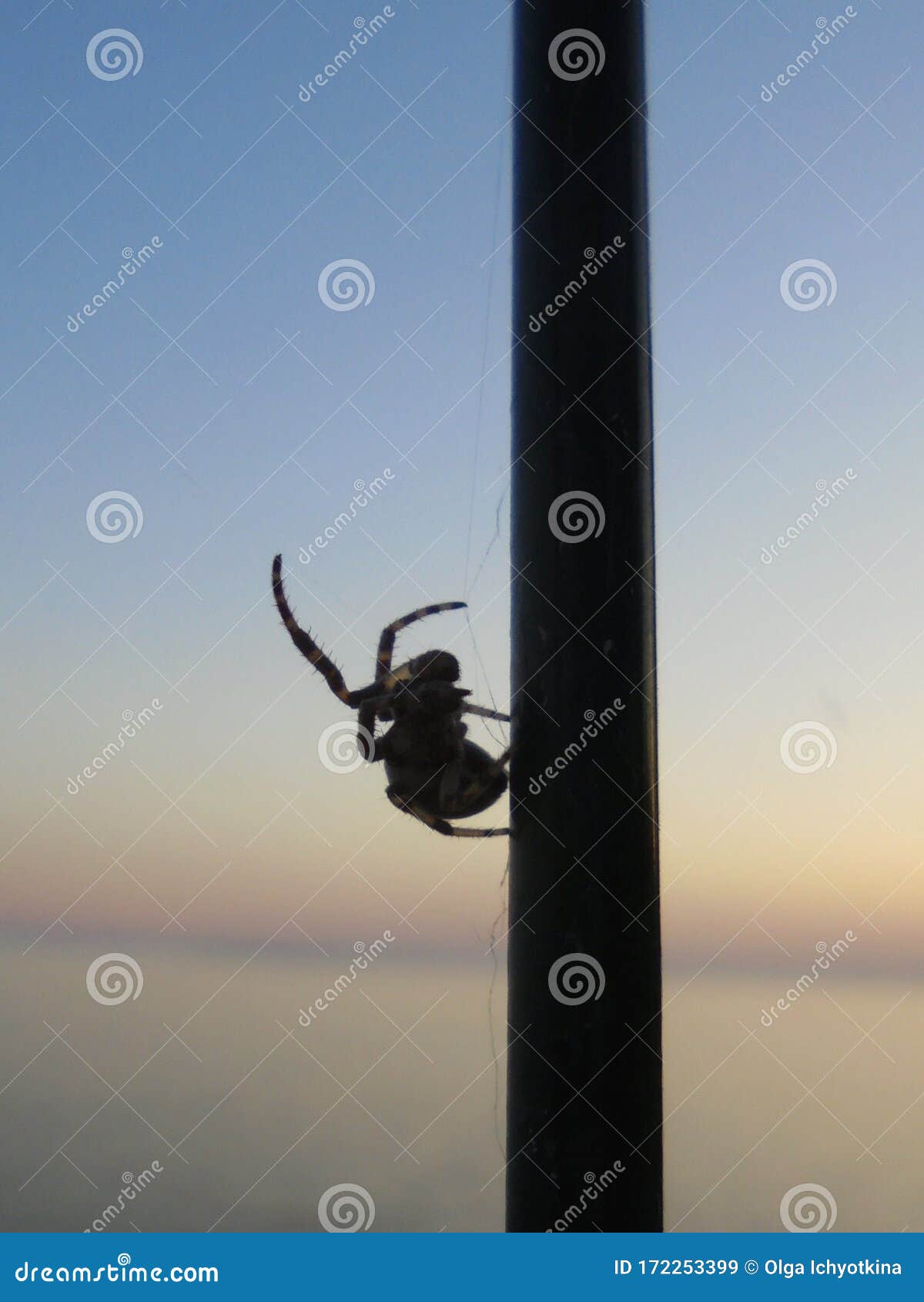 Silhouette of a Spider at Sunset Stock Image - Image of monument, hangs ...