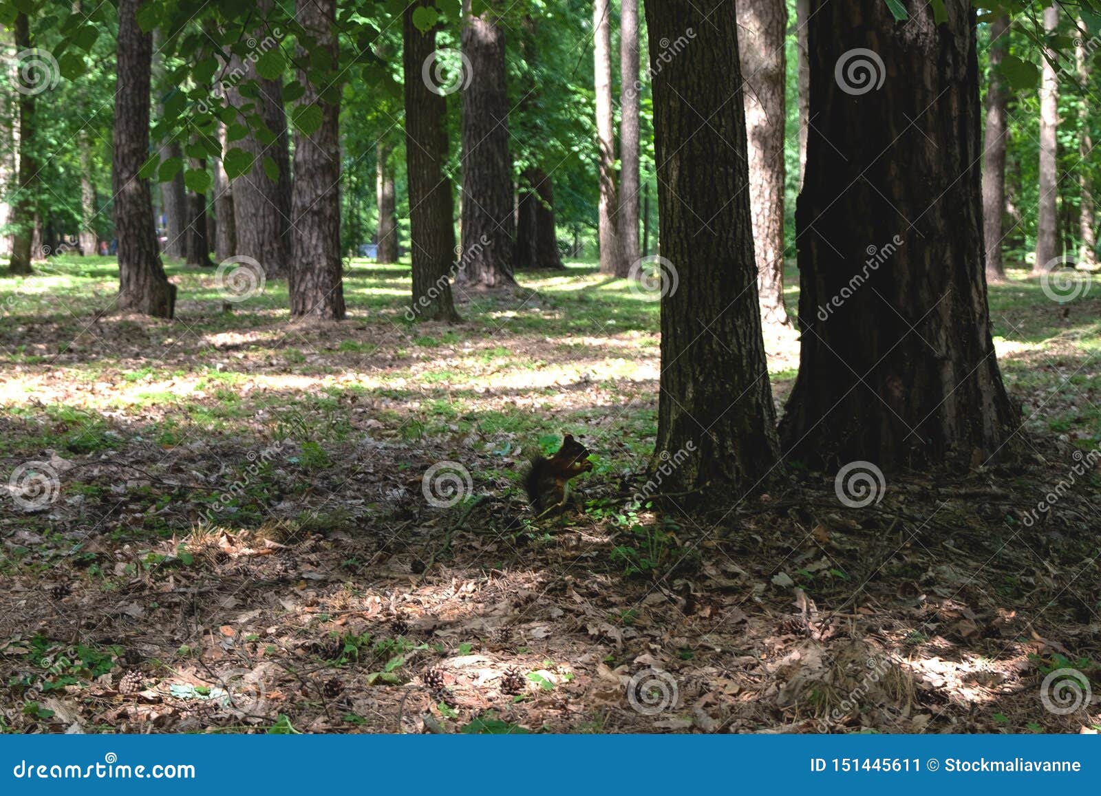 Silhouette of a Squirrel in Profile in the Shade of Tree Stock Image ...