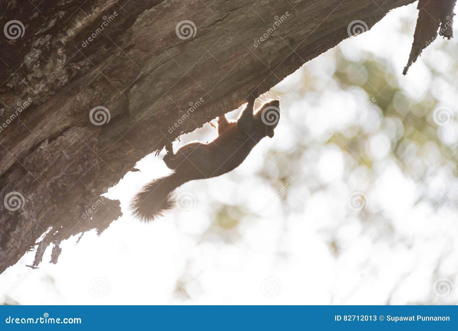 Silhouette of a Squirrel on a Tree. Stock Image - Image of cartoons ...