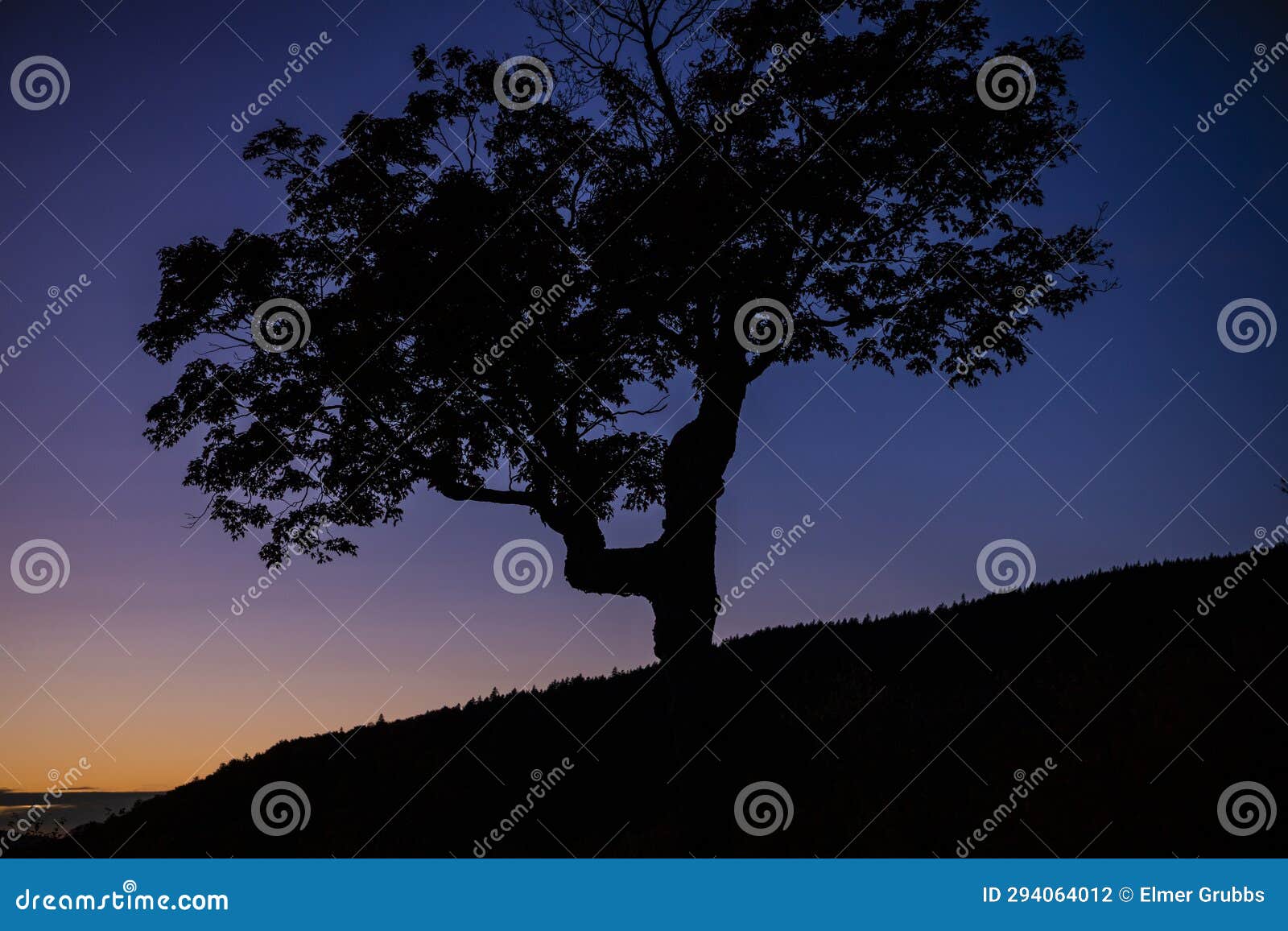 Silhouette of Stand Alone Tree Concept and Morning Sunrise Stock Photo ...