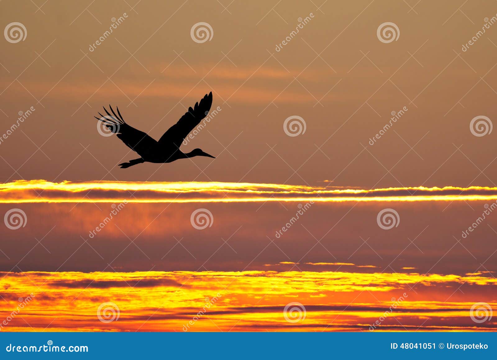 Silhouette of Stork Flying at Sunset Stock Image - Image of wildlife ...