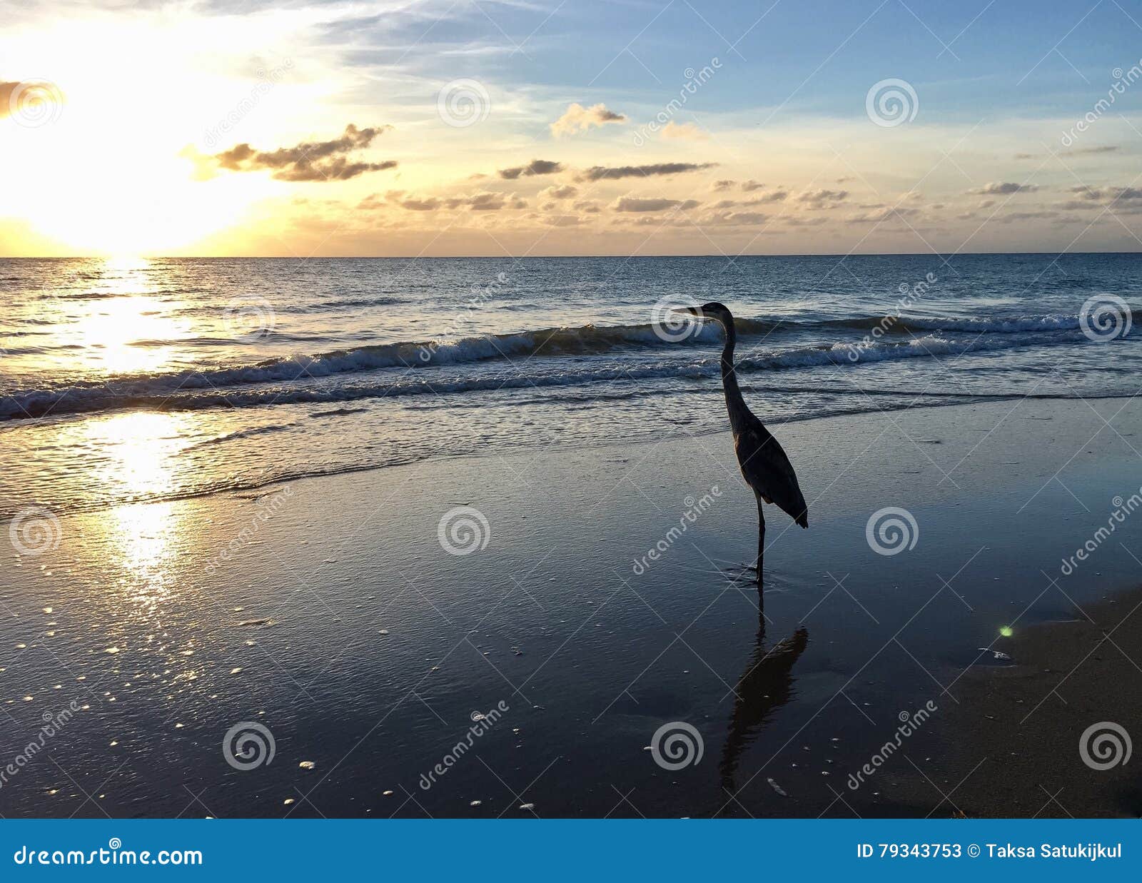 Silhouette of Stork on the Sunrise Beach Stock Image - Image of nature ...