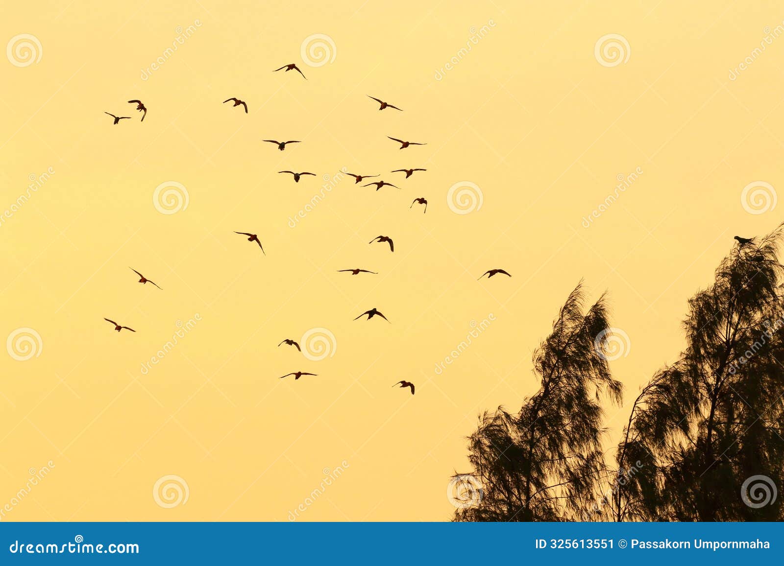 Silhouette of Sun Conure Parrots Flying during Sunset. Stock Image ...