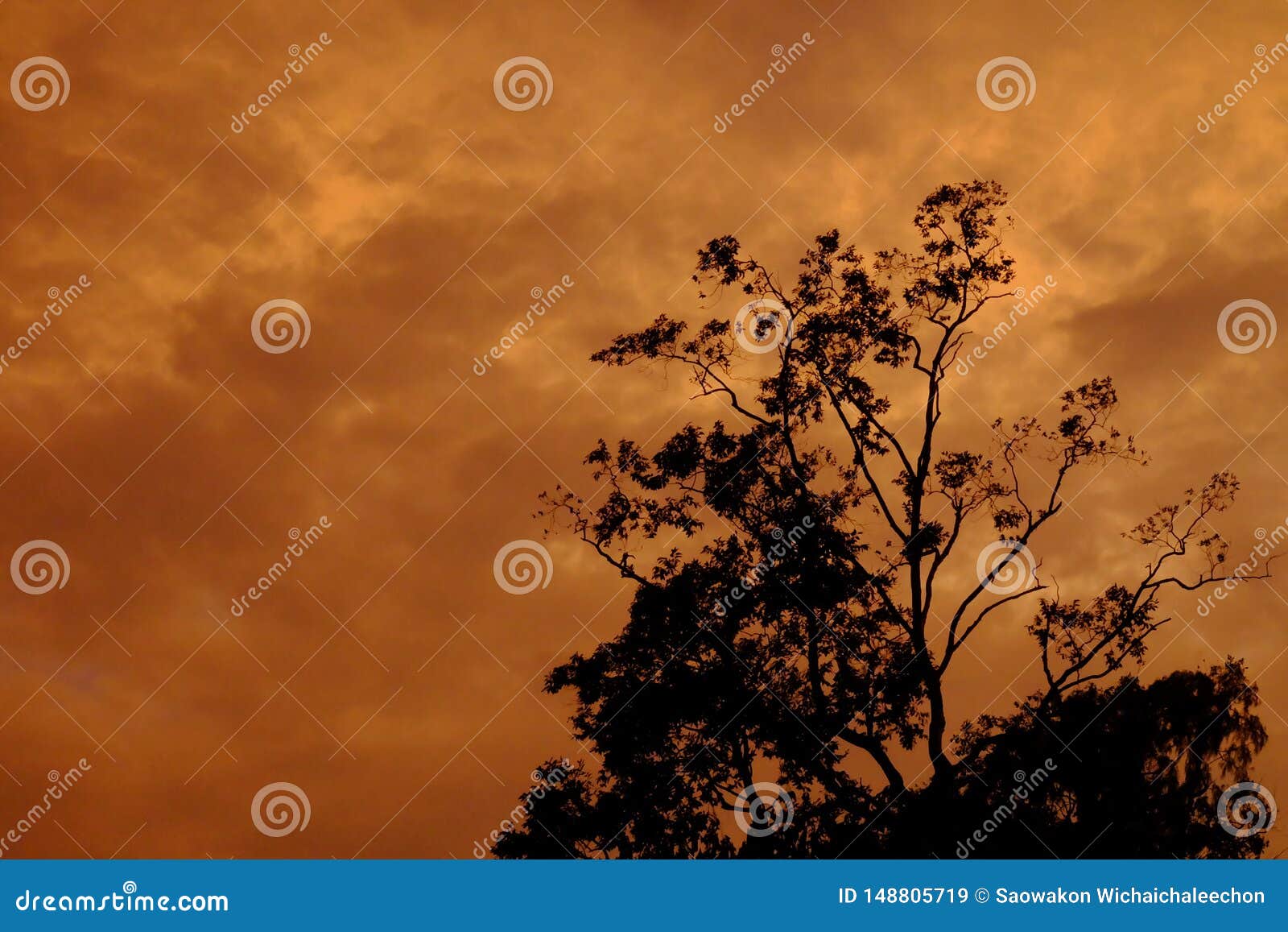 Tall tree shadow at dusk stock image. Image of botany - 148805719