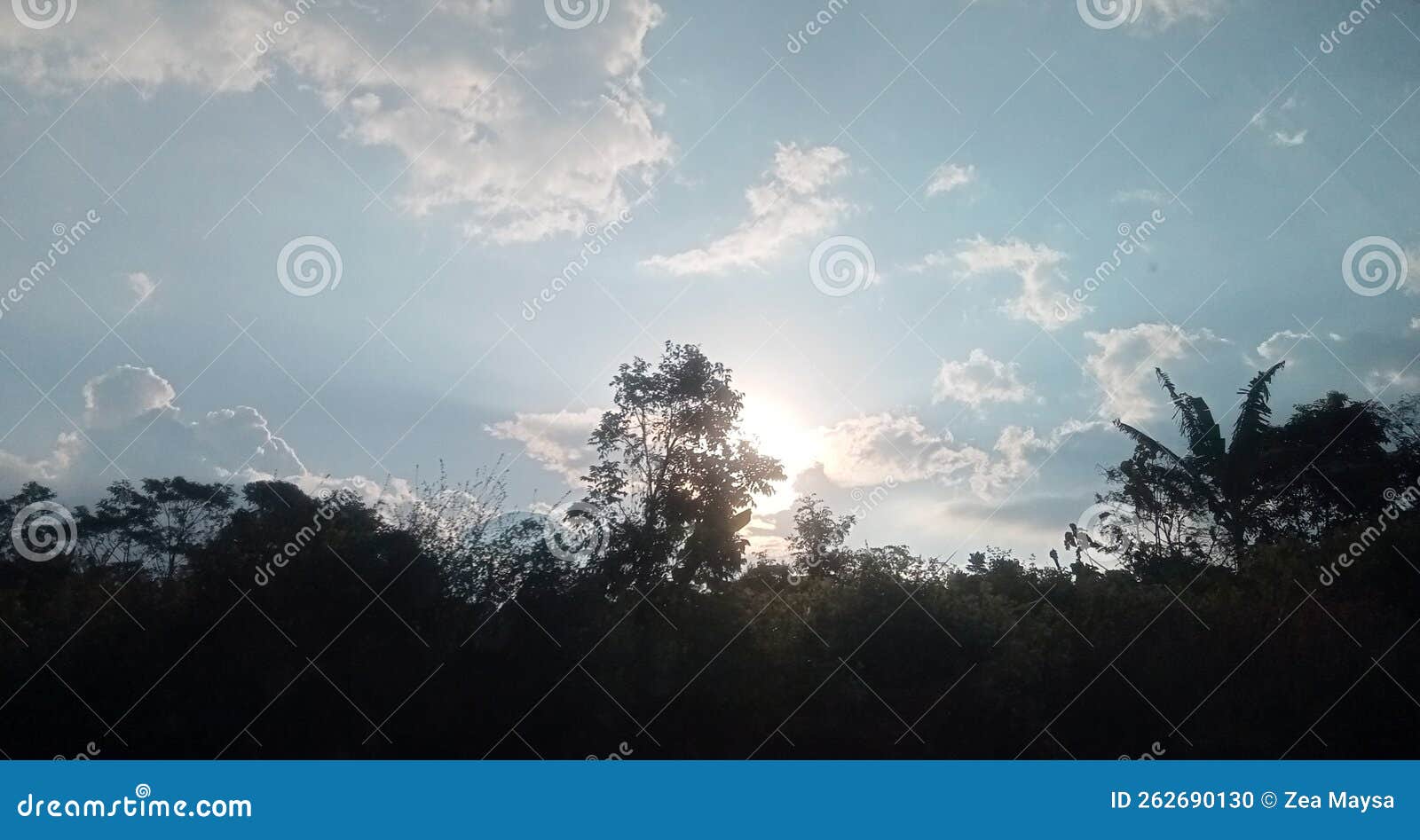 Silhouette Sunlight stock photo. Image of branch, silhouette - 262690130