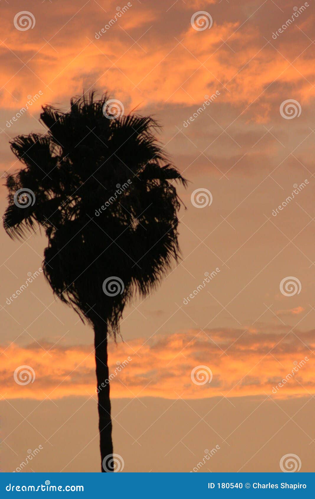 Silhouette At Sunset Picture. Image: 180540