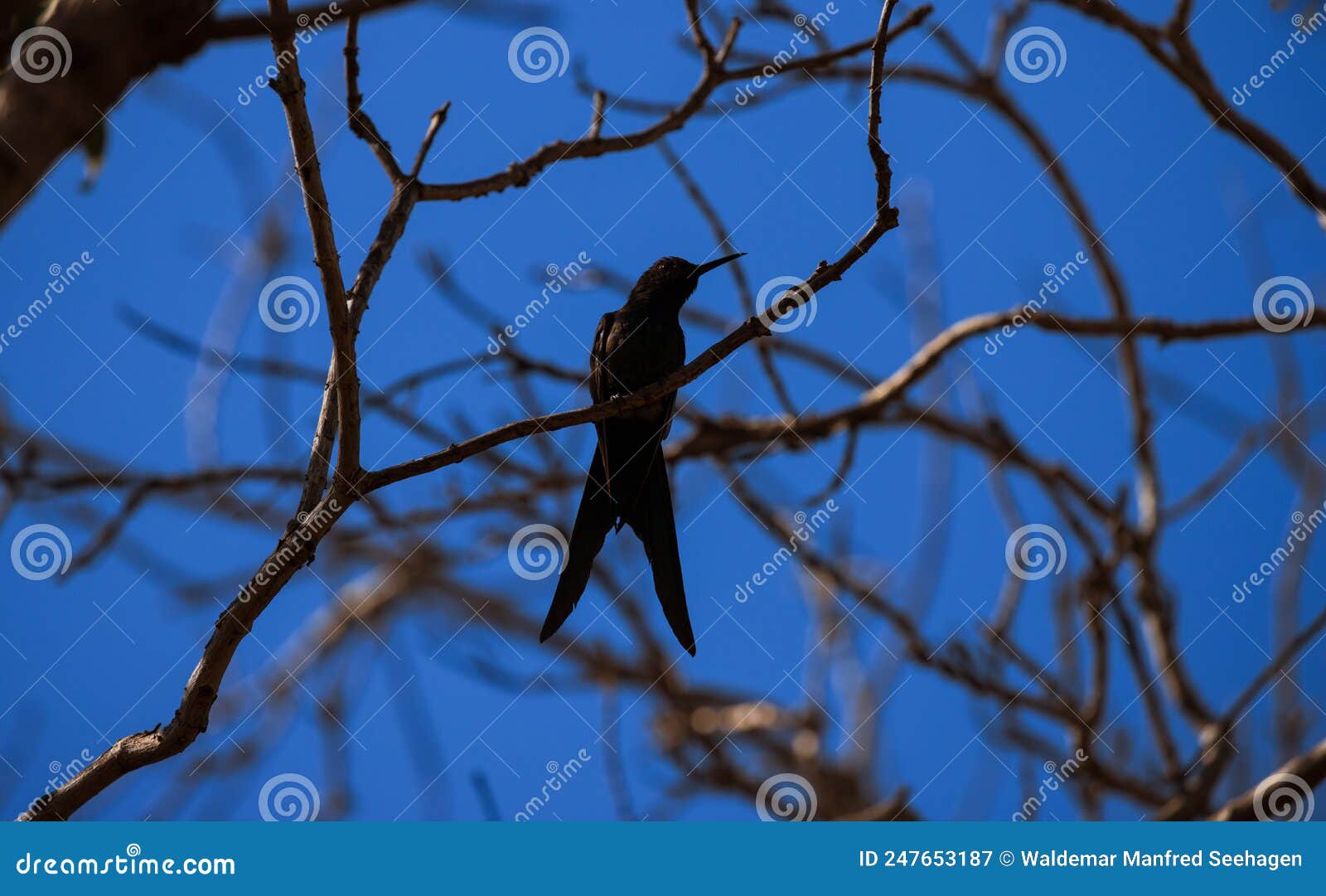 Silhouette of a Swallow-tailed Hummingbird Eupetomena Macroura Stock ...