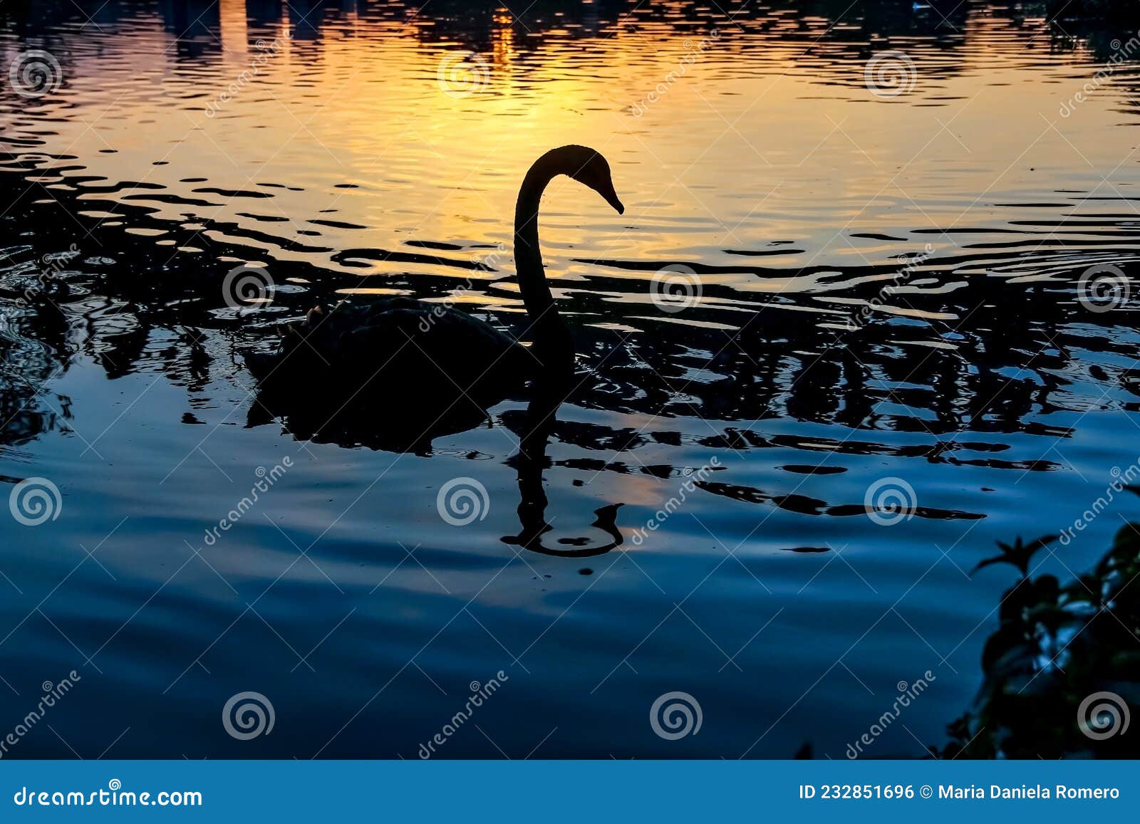 Silhouette of a Swan and Its Reflection in the Sunset Stock Photo ...