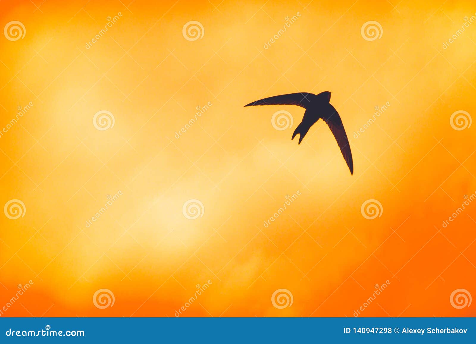 Silhouette of Swift in Sunset Stock Photo - Image of swift, landscape ...