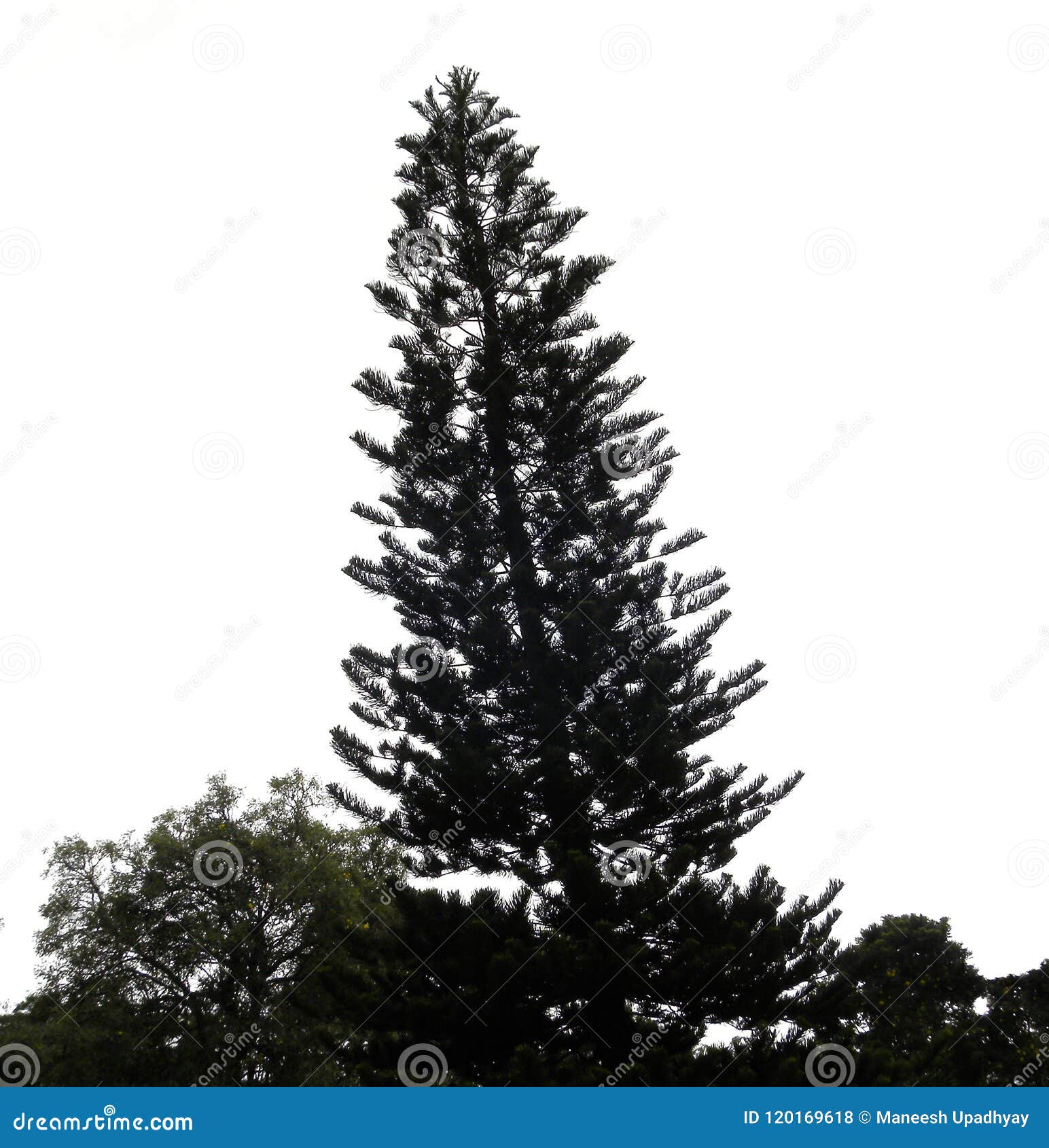 Silhouette of Tall Pine Tree in the Garden Stock Photo - Image of dark ...