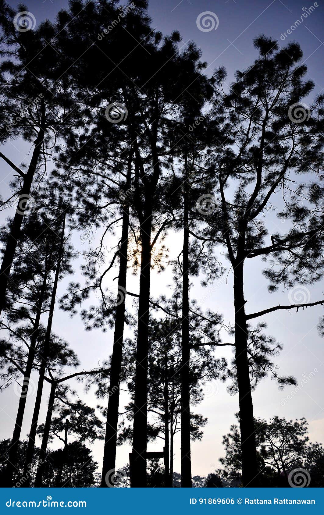 Silhouette of Tall Pine Tree Stock Photo - Image of plant, design: 91869606