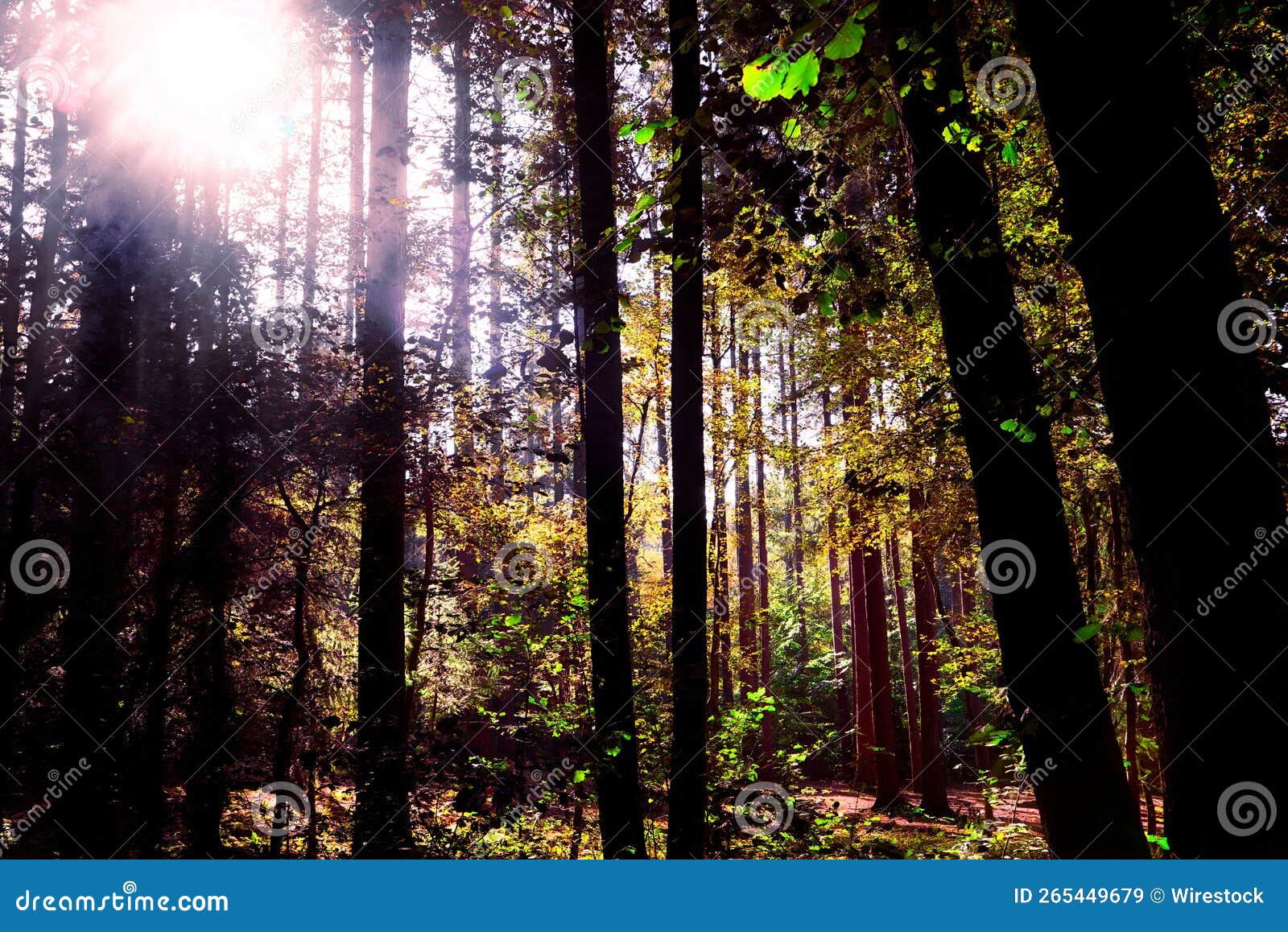 Silhouette of Tall Tree Trunks Captured Against the Glowing Sunlight ...