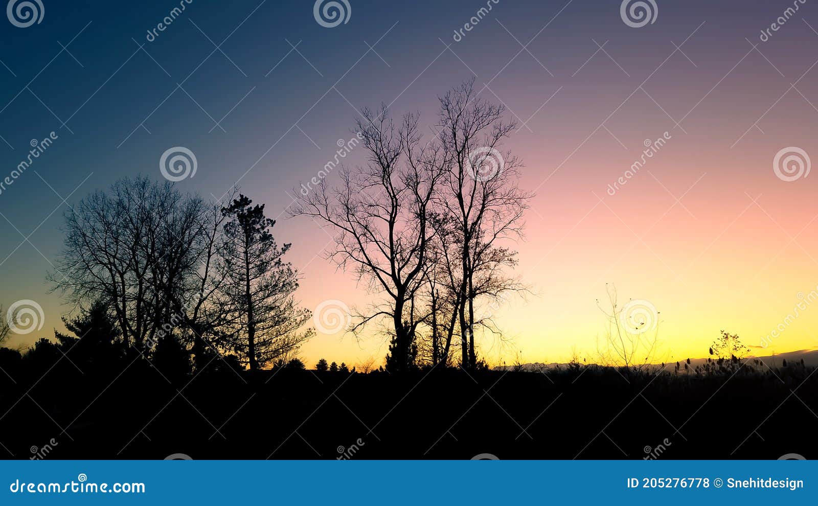 Silhouette of Tall Trees with Colorful Sky Background Stock Photo ...