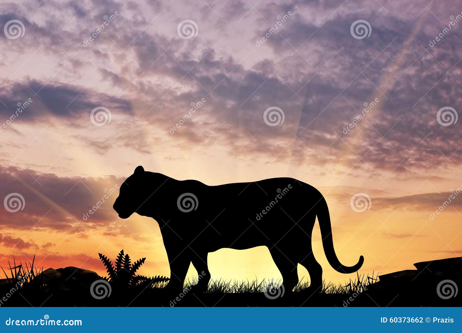 Silhouette of a tiger stock photo. Image of sunset, face - 60373662