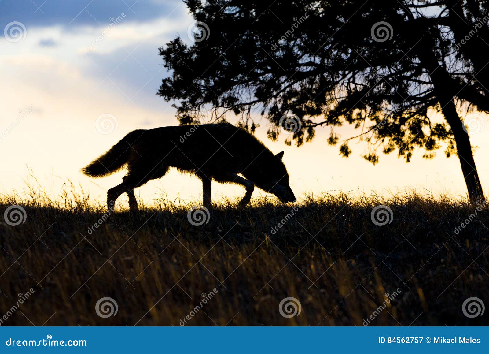 Silhouette of Timber Wolf Hunting Stock Image - Image of predator ...