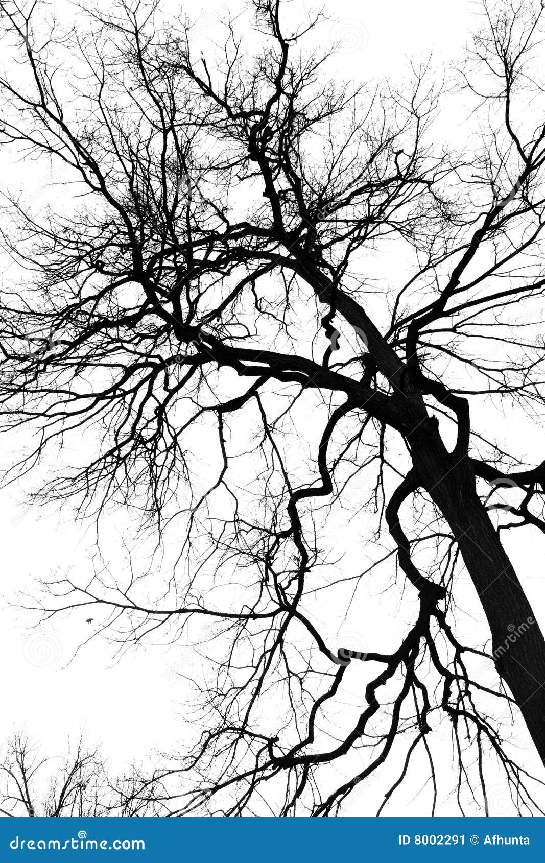 Silhouette a tree stock image. Image of silhouette, nature - 8002291