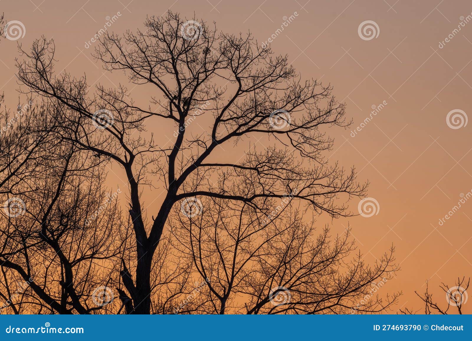 Silhouette of a Tree Against the Light at Sunset Stock Photo - Image of ...