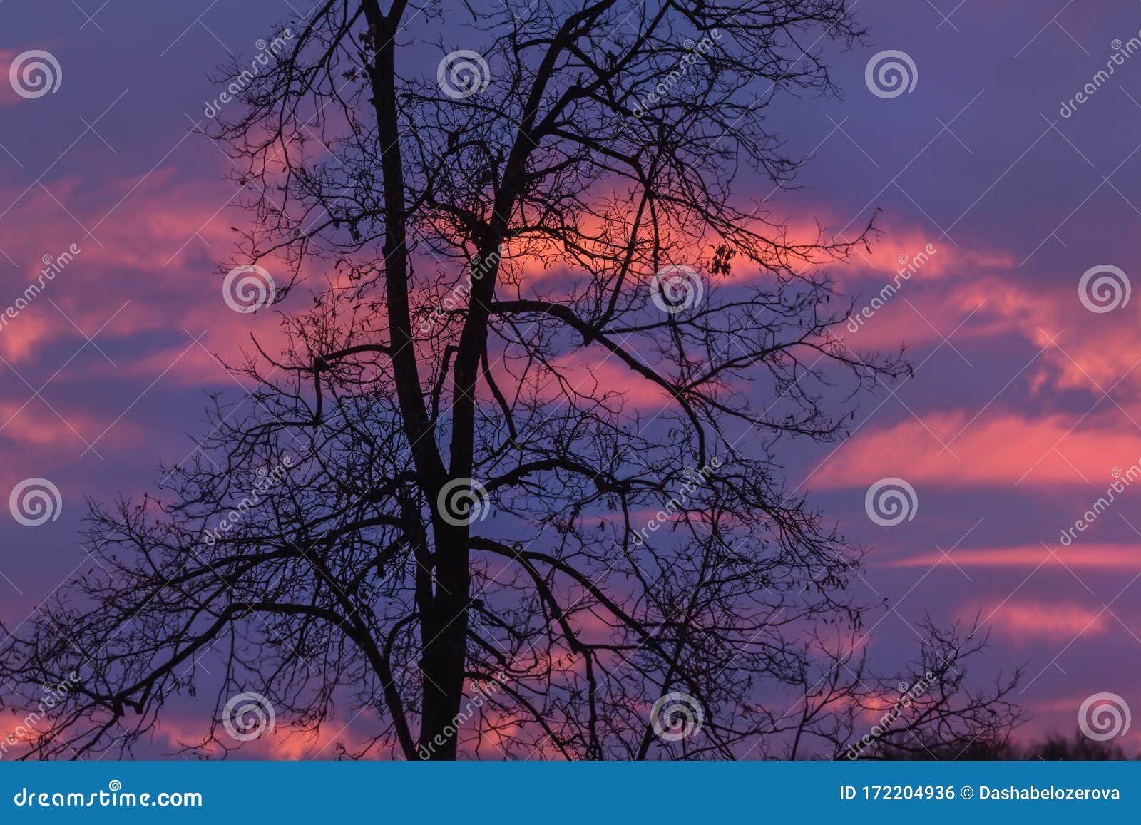 Silhouette of Tree Against Purple Sunset Stock Photo - Image of park ...