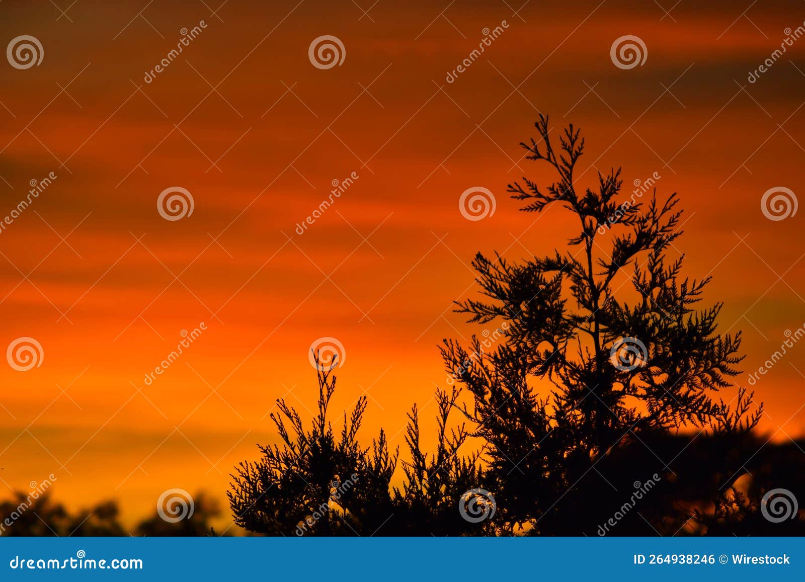 Silhouette of a Tree Against a Red Sky at Sunset Stock Photo - Image of ...