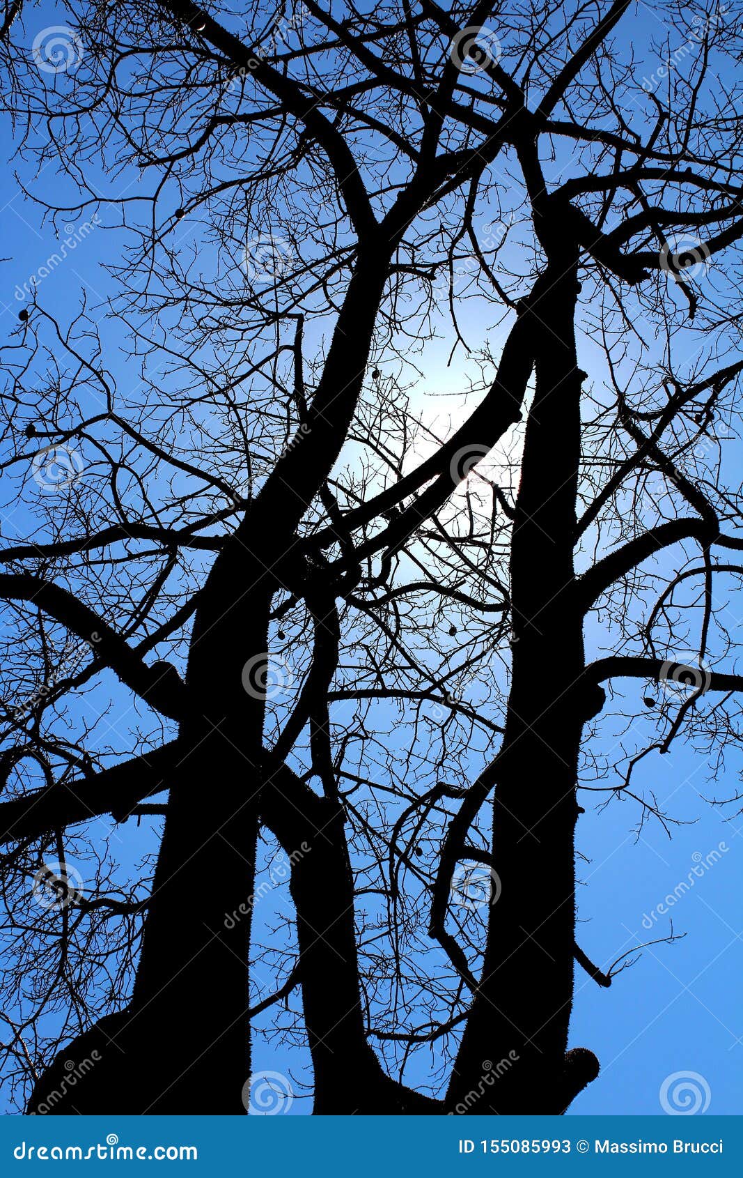 Silhouette of Tree in Backlight with Blue Sky Stock Image - Image of ...