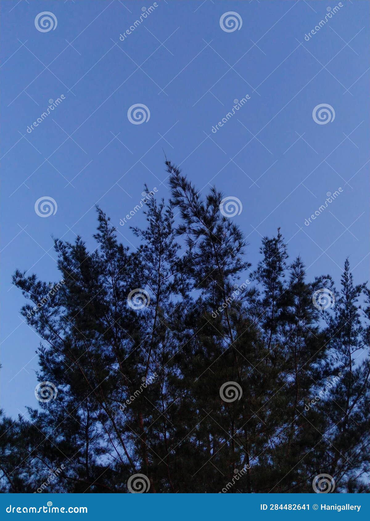 Silhouette of the Tree with Blue Sky Bangka, Indonesia Stock Image ...