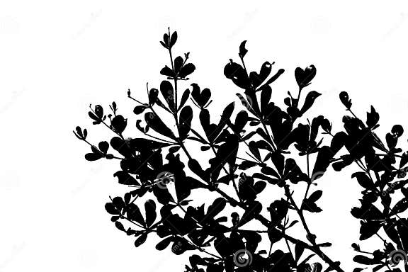 Silhouette Tree Branch Isolated With White Background And With Clipping Path Stock Image Image