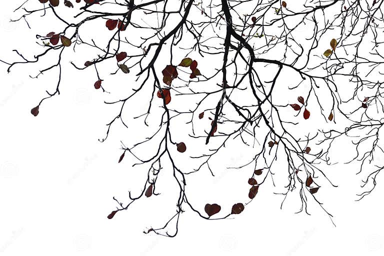 Silhouette Tree Branch Isolated With White Background And With Clipping Path Stock Image Image