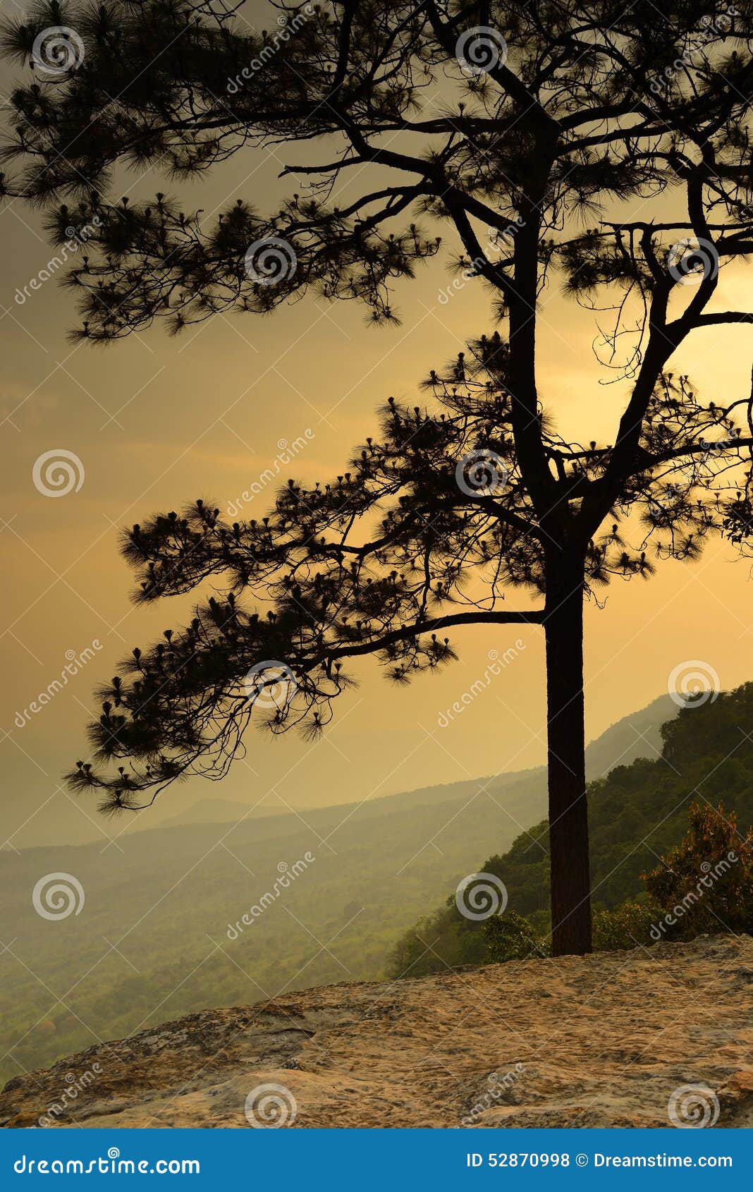 Branch Orange Contrast Background Pattern Wall Abstract Tree Stock ...