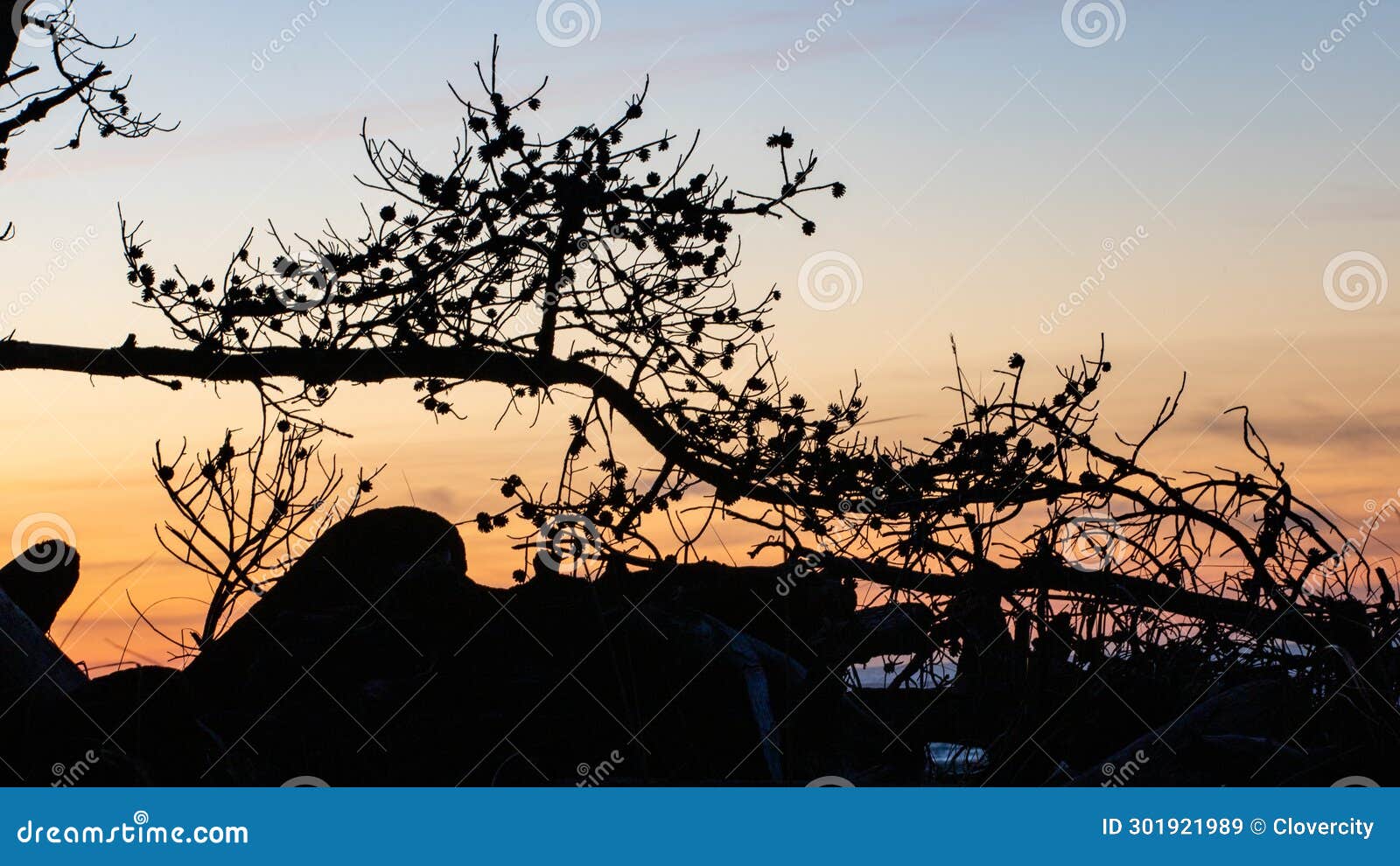 Silhouette of Tree Branch at Sunset Stock Image - Image of scene ...