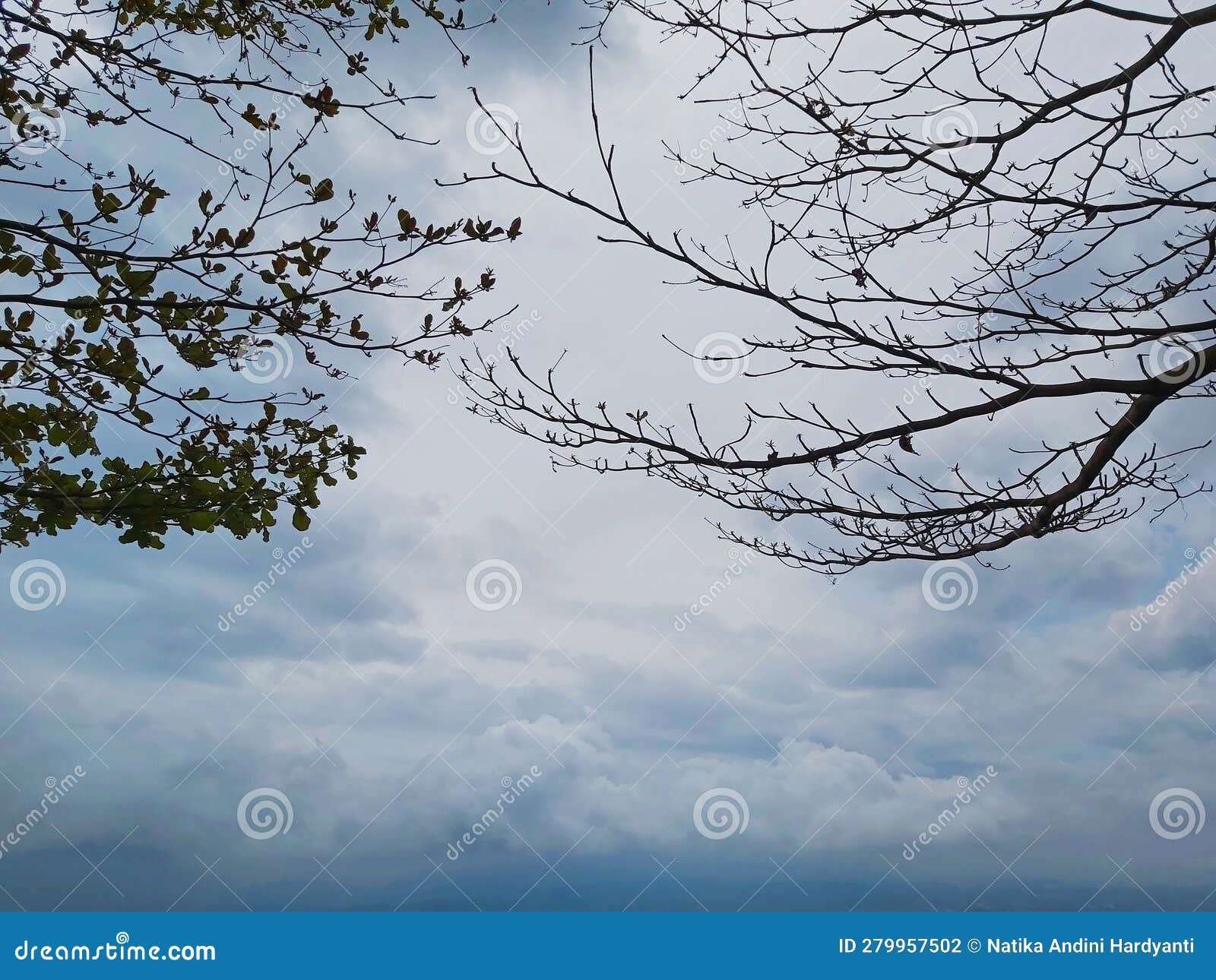 Silhouette of Tree Branches in the Evening Stock Photo - Image of ...