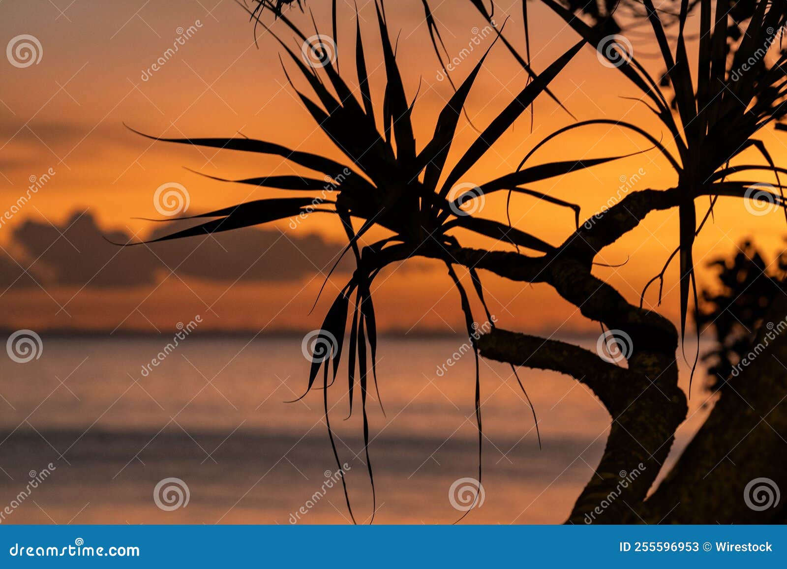 Silhouette of a Tree Branches during a Polynesian Sunset Stock Image ...