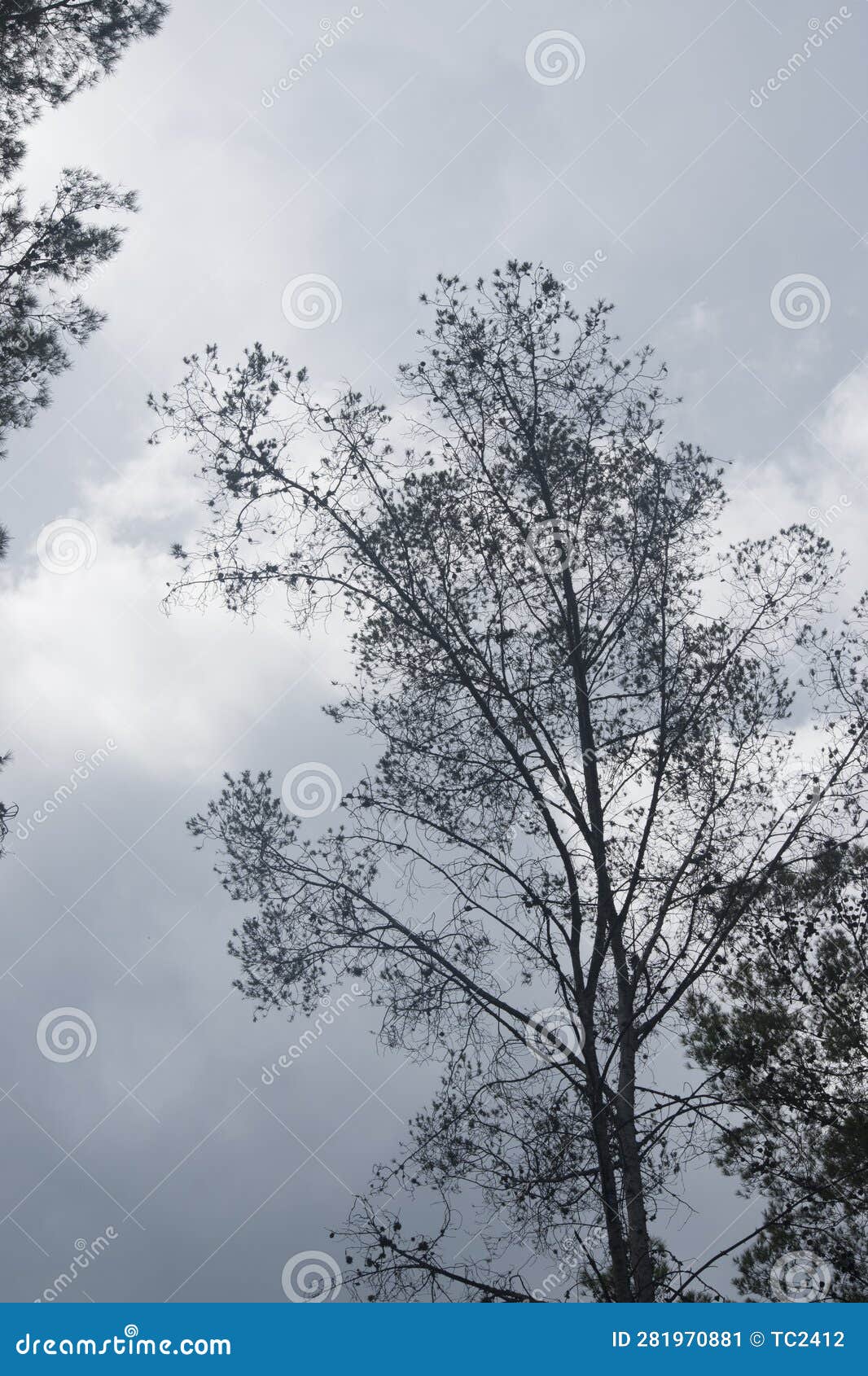 Silhouette of a Tree on a Cloudy Day Stock Image - Image of cloudy ...