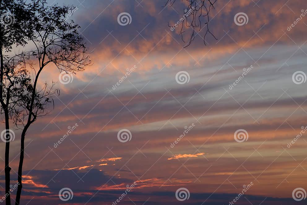 Silhouette Tree with Colorful Twilight Sky Soft Cloud for Background ...