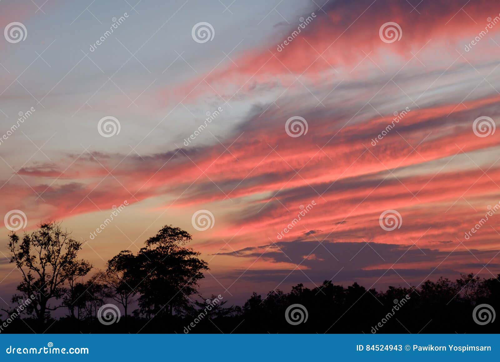 Silhouette Tree with Colorful Twilight Sky Soft Cloud for Background ...
