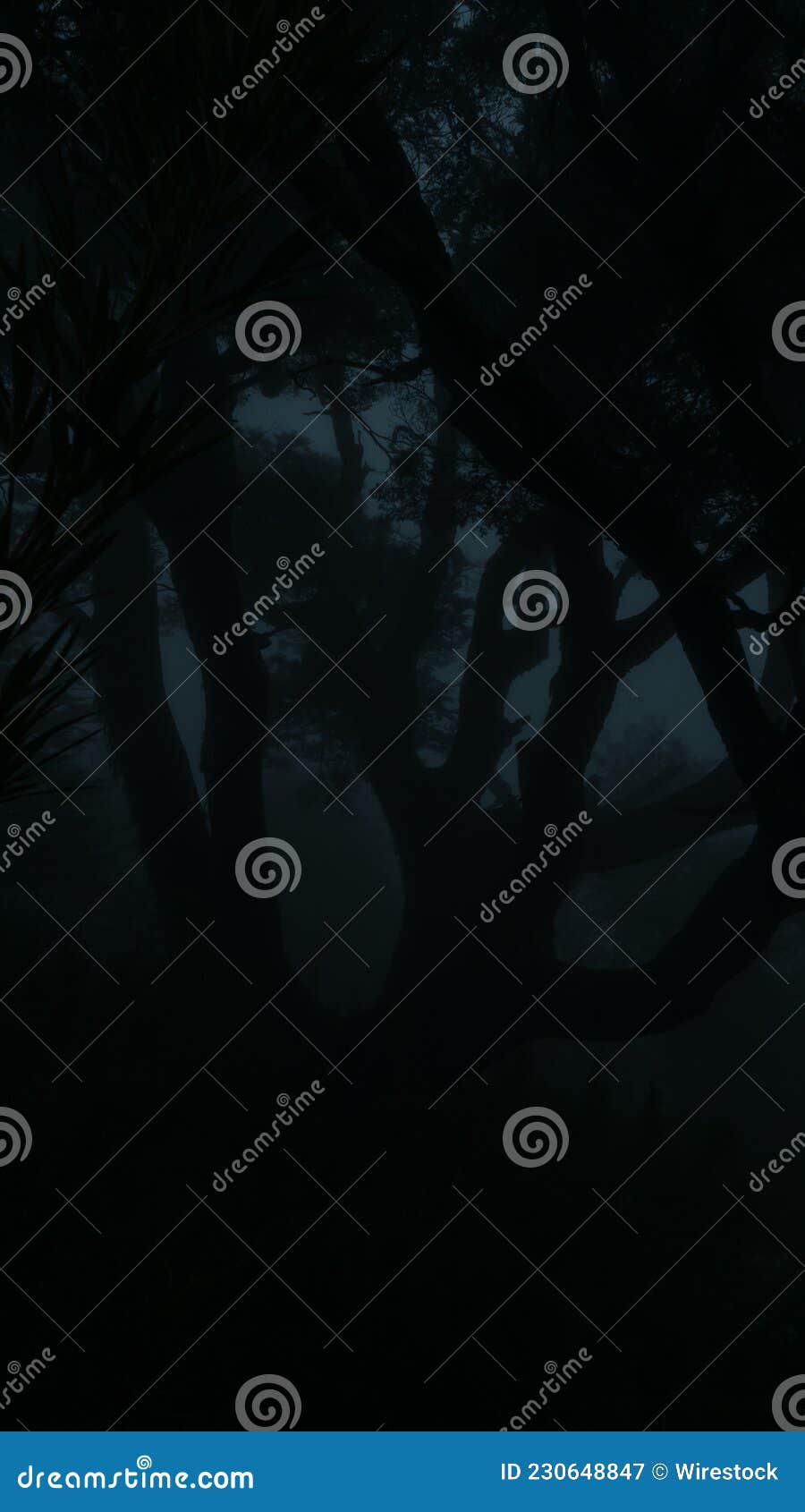 Silhouette of Tree in the Dark Forest Stock Image - Image of conifer ...