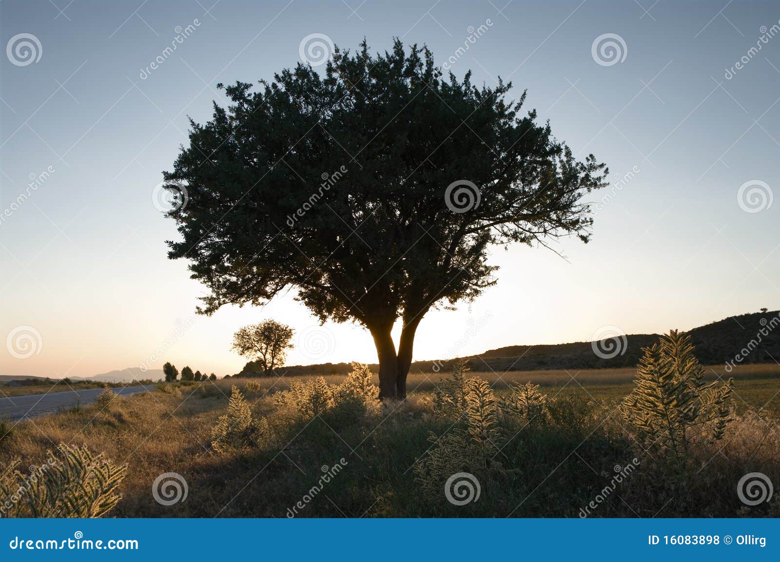 Silhouette Tree at the Evening Stock Photo - Image of landscape, asia ...