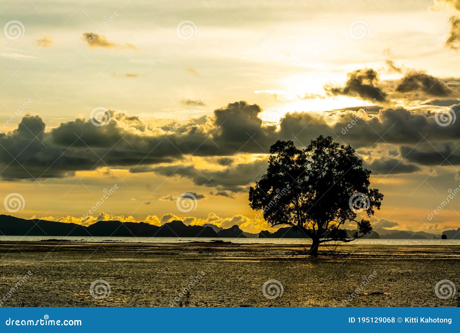 Silhouette of a Tree in the Evening Stock Photo - Image of wood, orange ...