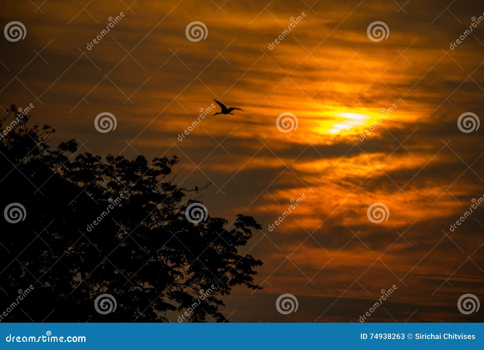 Silhouette Tree and Flying Bird in the Morning Stock Image - Image of ...