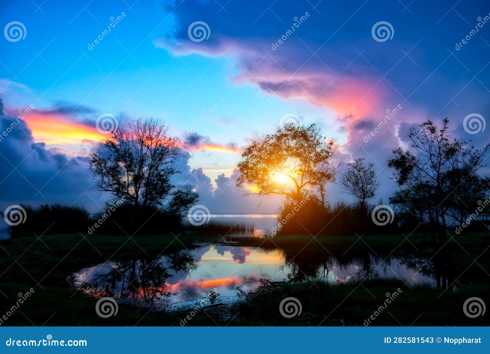 Silhouette tree and grass stock image. Image of abstract - 282581543