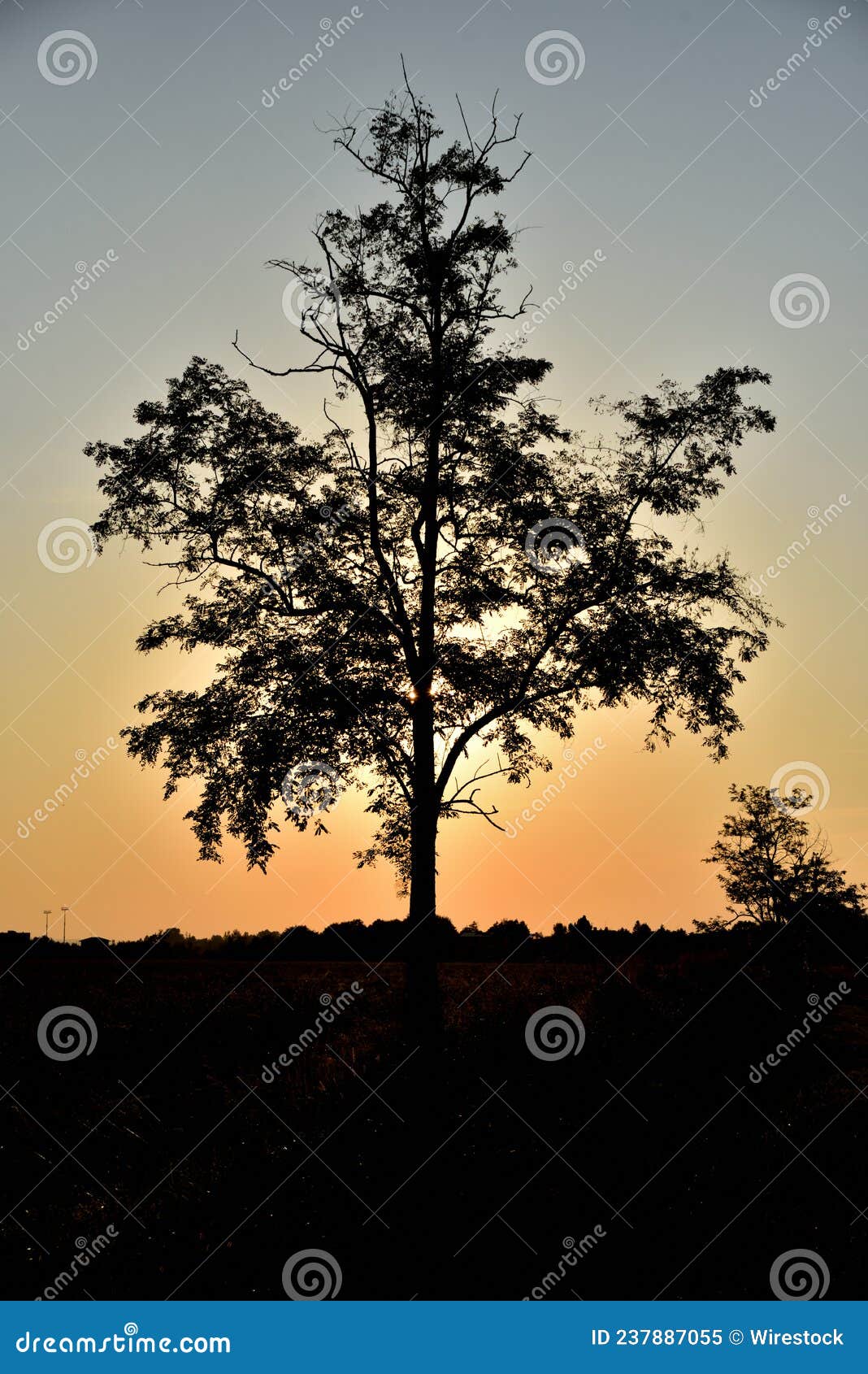 Silhouette of a Tree on a Hill during Sunset Stock Image - Image of ...