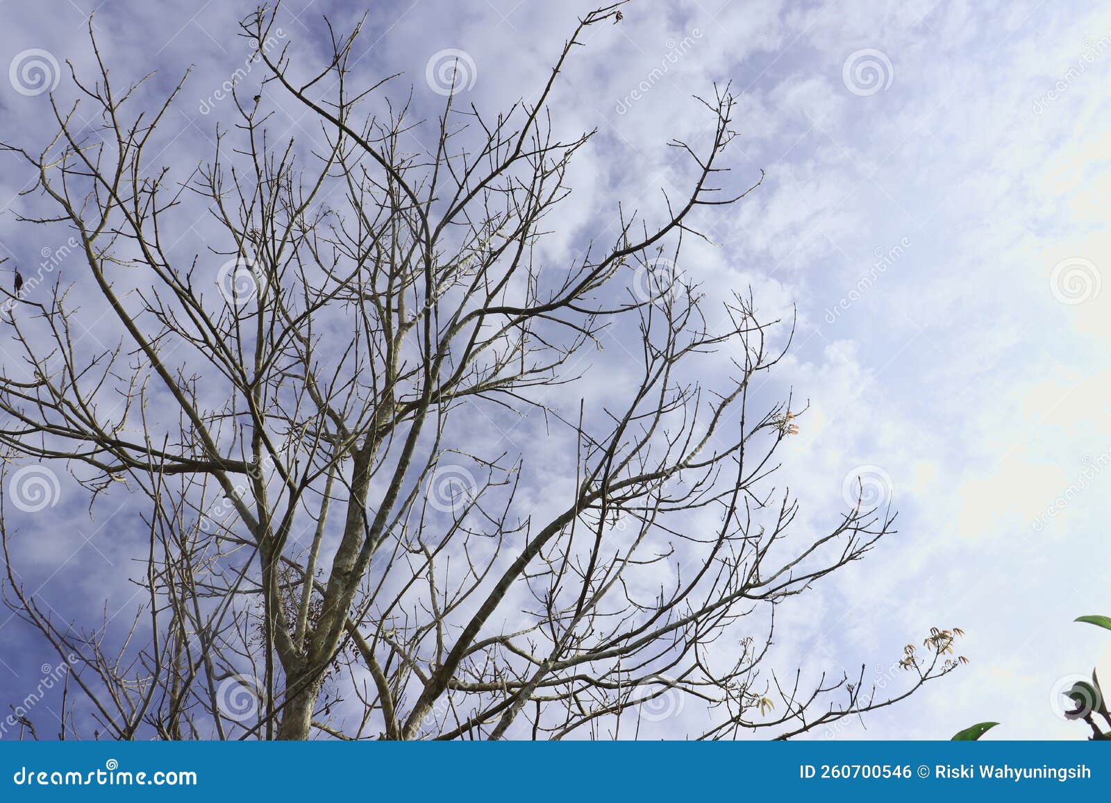 The Silhouette of a Tree without Leaves on the Background of a Light ...